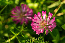 Red Clover Free Stock Photo - Public Domain Pictures