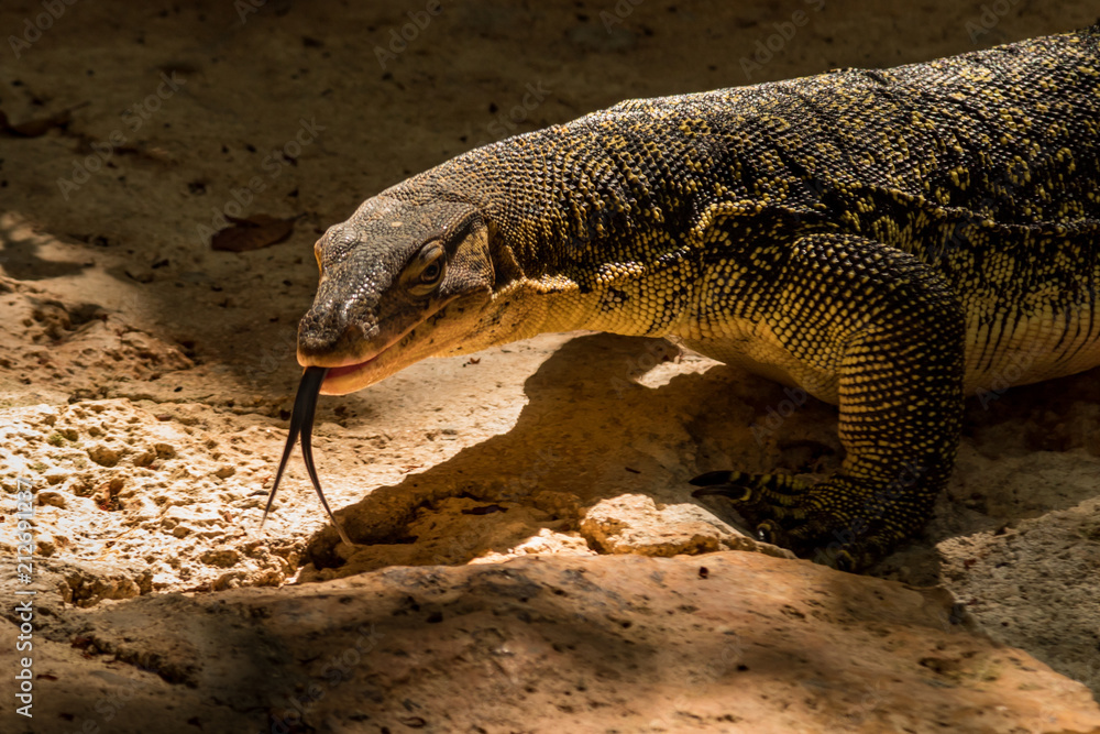 Varanus salvator, commonly known as the water monitor or common water ...