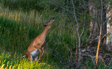 Wild Dow Free Stock Photo - Public Domain Pictures