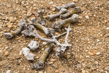 Collection Of Dry Bones Free Stock Photo - Public Domain Pictures