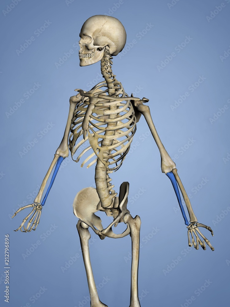 Ulna, Human Skeleton, 3D Model Stock Illustration | Adobe Stock
