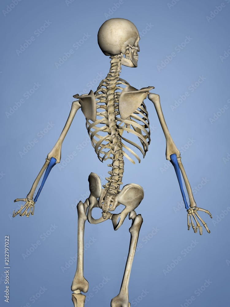 Ulna, Human Skeleton, 3D Model Stock Illustration | Adobe Stock