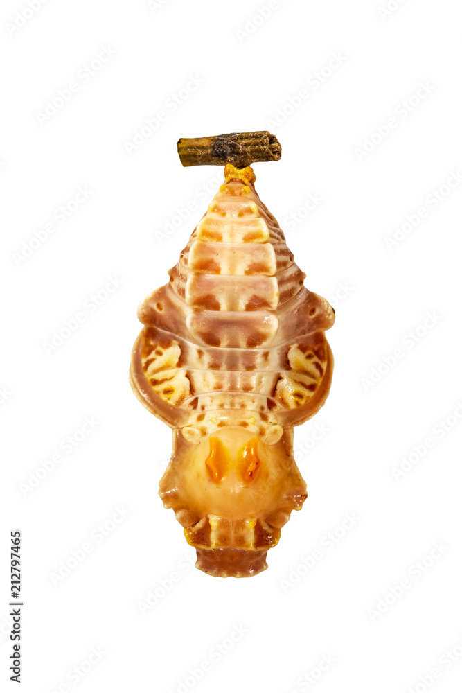 A brown hibernating pupa of the Chinese windmill butterfly ...