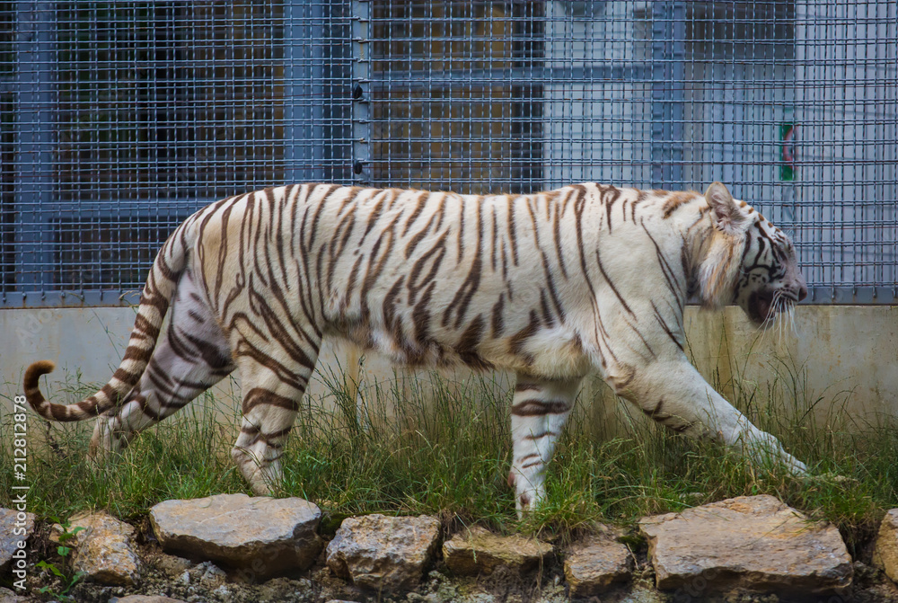 One white tiger walk outdoor Stock Photo | Adobe Stock