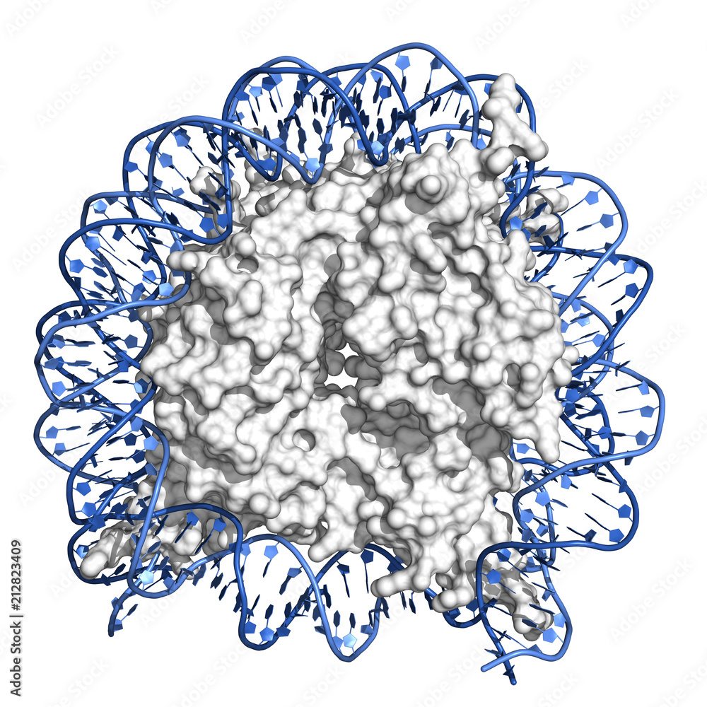 Nucleosome is a basic unit of DNA packaging in eukaryotic cells, with ...