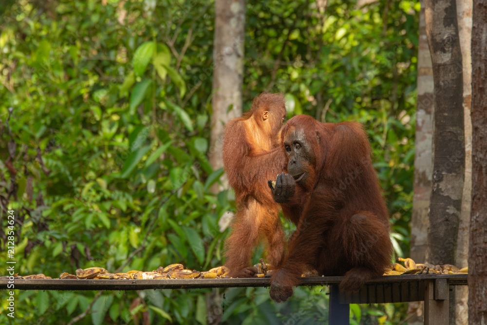 Orangutan (orang-utan) in his natural environment in the rainforest on ...
