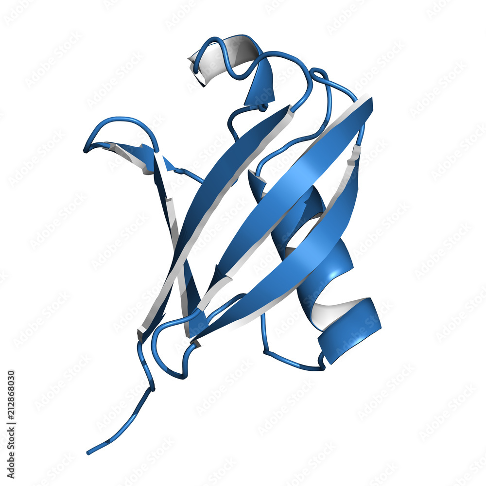 Ubiquitin molecule, cartoon model. Stock Illustration | Adobe Stock