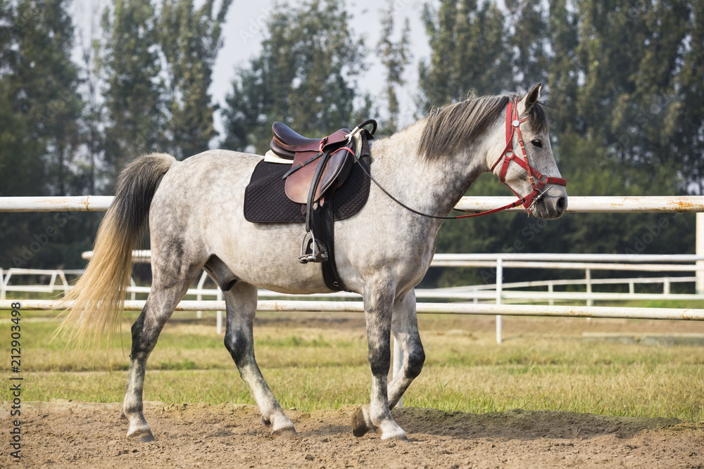 Side view of a horse Stock Photo | Adobe Stock