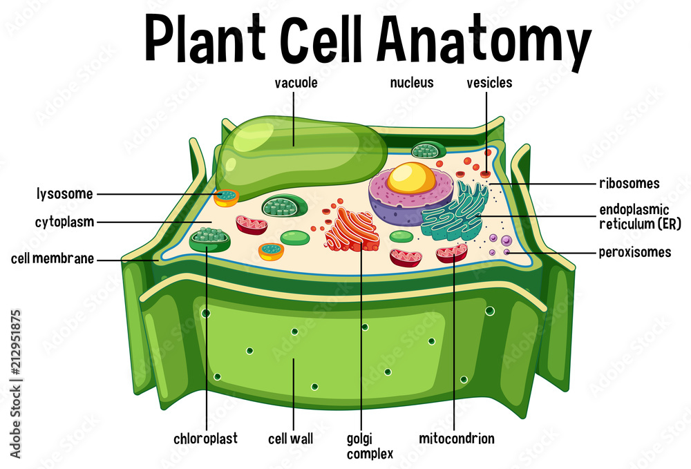 Image vectorielle Stock Plant Cell Anatomy diagram | Adobe Stock