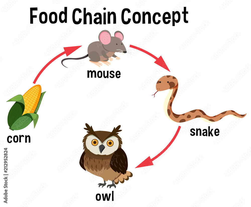Food Chain concept diagram Stock Vector | Adobe Stock
