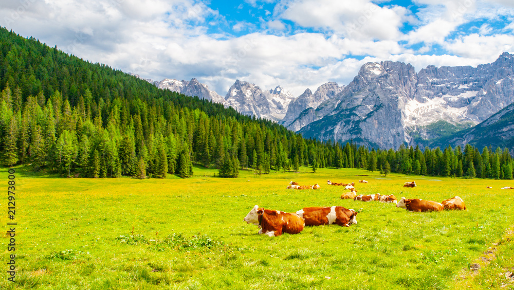 Herd of alpine cows lying on the green pasture. Landscape with peaks of ...
