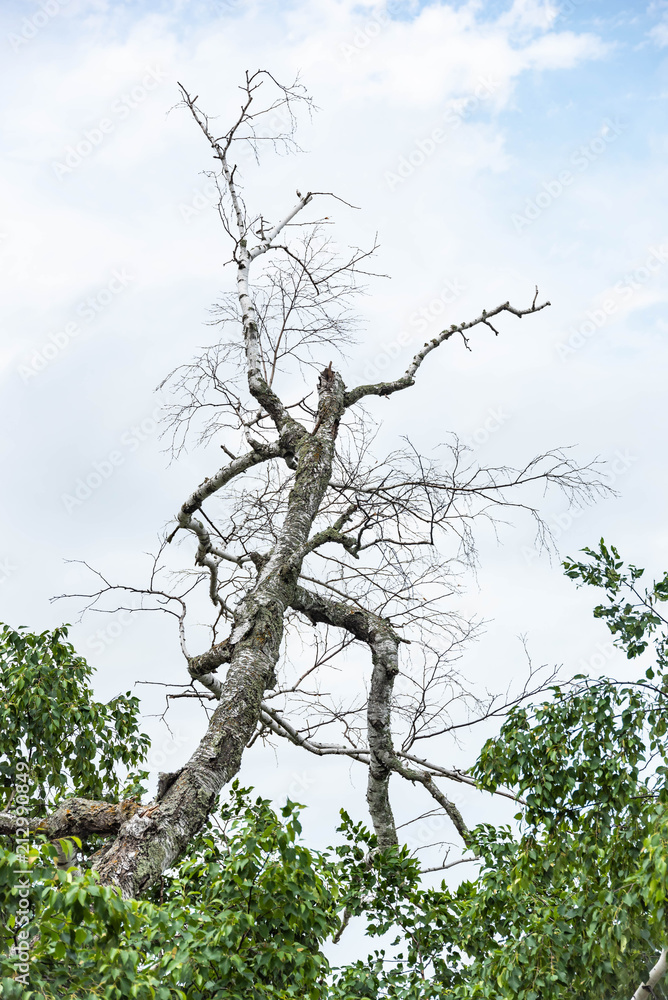 Tree Looks Like a Running Man Stock Photo | Adobe Stock