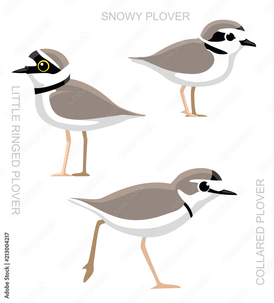 Bird Plover Set Cartoon Vector Illustration Stock Vector | Adobe Stock