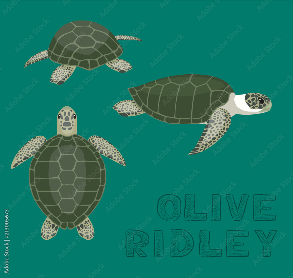 Sea Turtle Olive Ridley Cartoon Vector Illustration Stock Vector ...