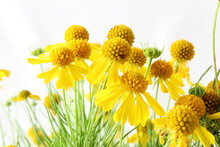 Bitter Sneezeweed Wildflowers Free Stock Photo - Public Domain Pictures