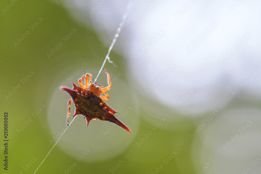 long-winged kite spider - Gasteracantha versicolor, beautiful colored ...
