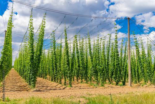 Hopfen, Hopfenfeld, blauer Himmel und Sonne, Stock Photo | Adobe Stock