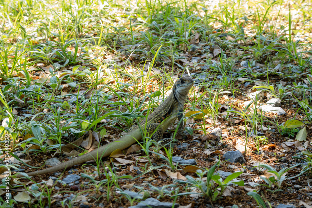 Ground lizards a reptile. It is eat insects as food. It is like my pet. It's like running in the ...