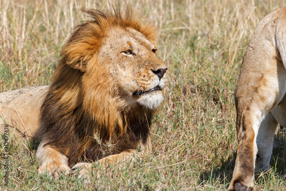 Interaction between a mating couple of lions in the Masai Mara National ...