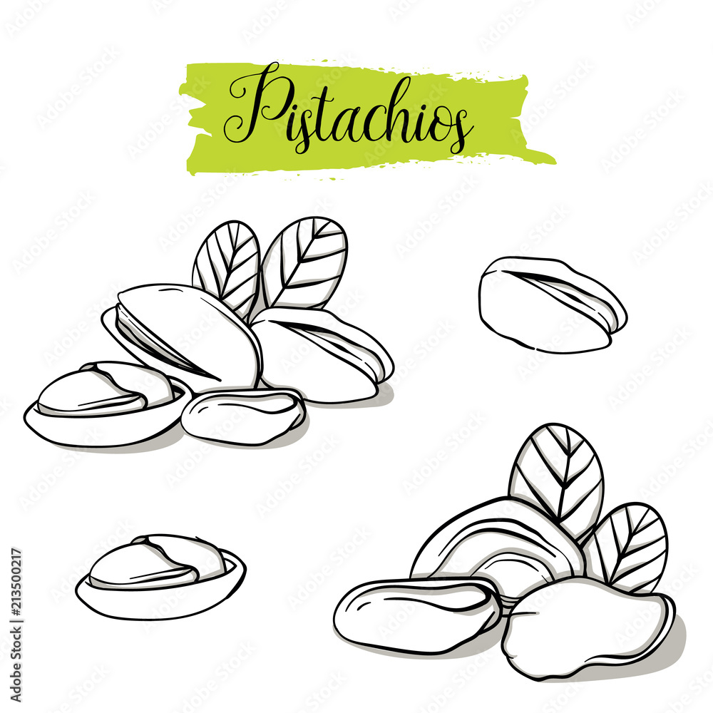 Hand drawn sketch style pistachios set. Single, group seeds, pistachio ...