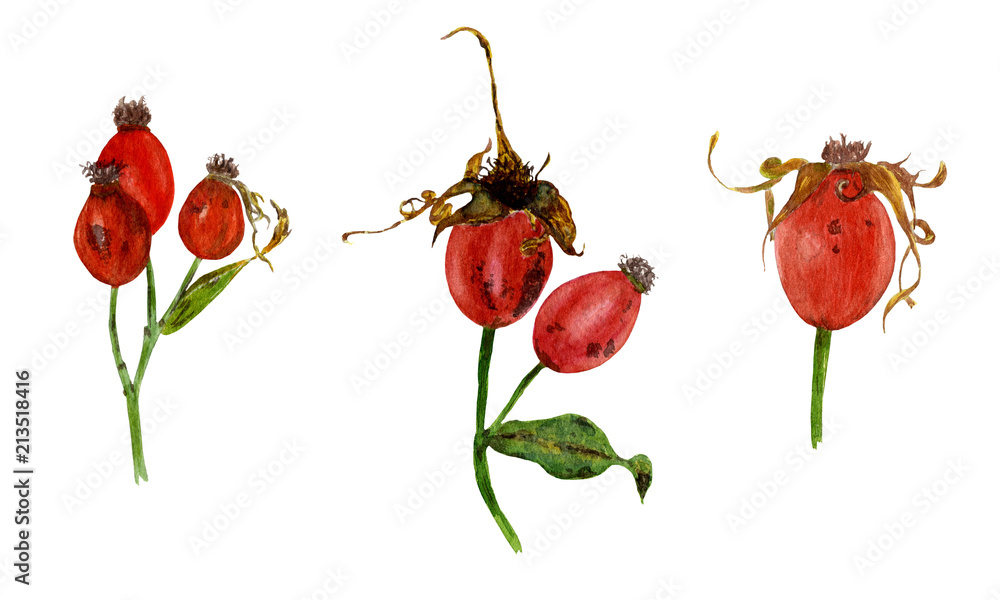Hand drawn watercolor painting of rose hips. Rose hips illustration ...