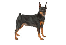 Miniature Pinschers Free Stock Photo - Public Domain Pictures