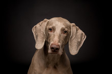 Dog, Weimaraner Portrait Free Stock Photo - Public Domain Pictures