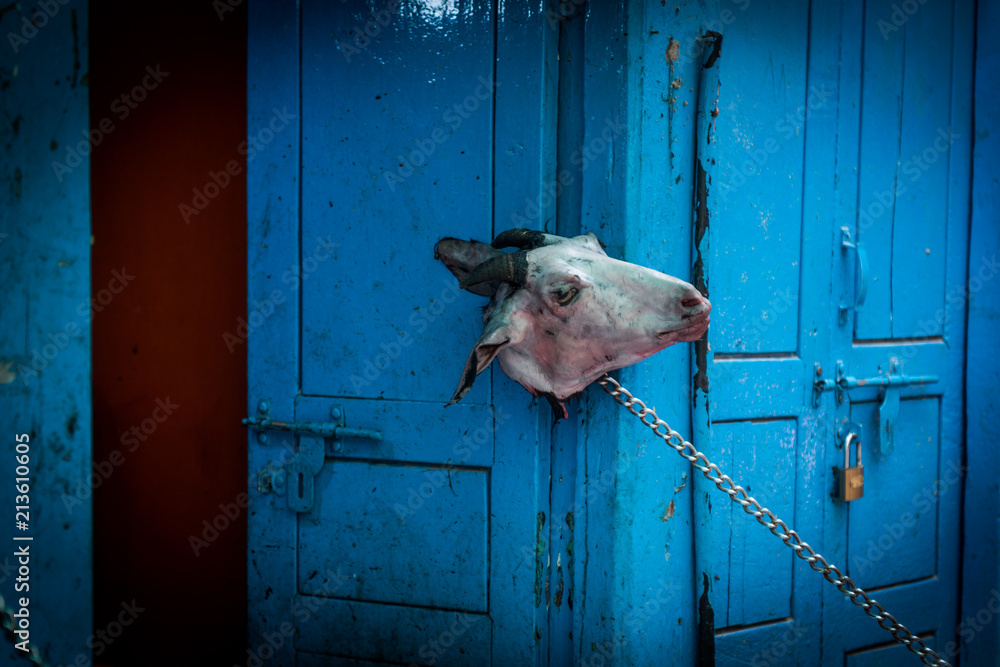 Decapitated goats head stuck to a blue door, Ason tol, Kathmandu, Nepal ...