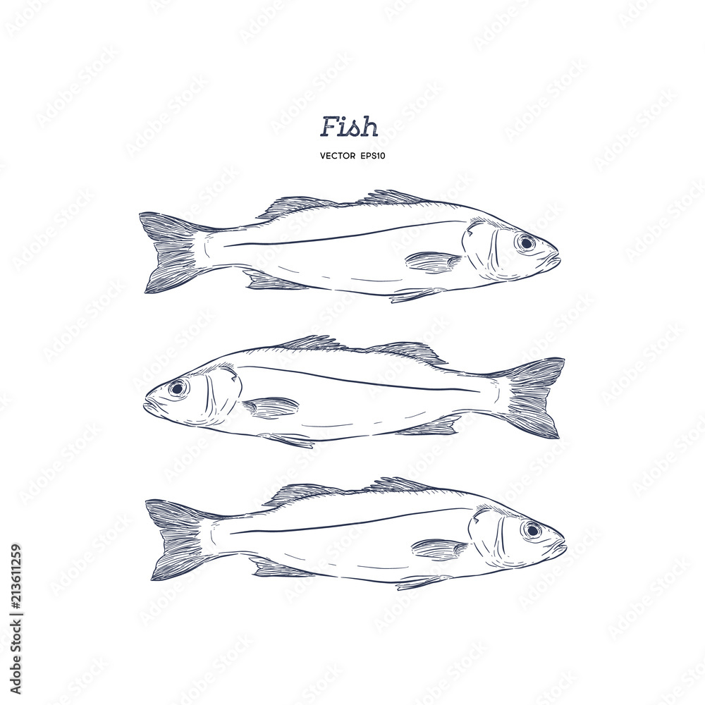 Hand Drawn Illustrations of fish. Stock Vector | Adobe Stock