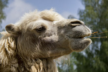 Camel Closeup Free Stock Photo - Public Domain Pictures