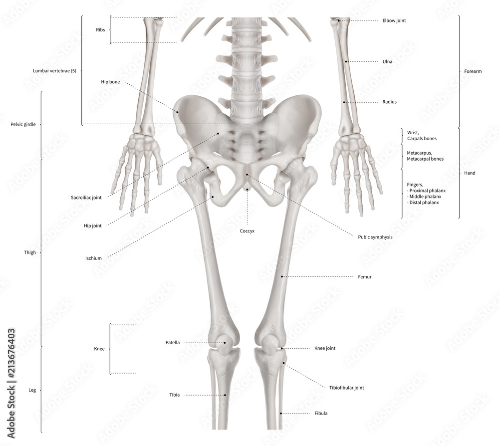 Infographic diagram of lower half human skeleton anatomy system ...