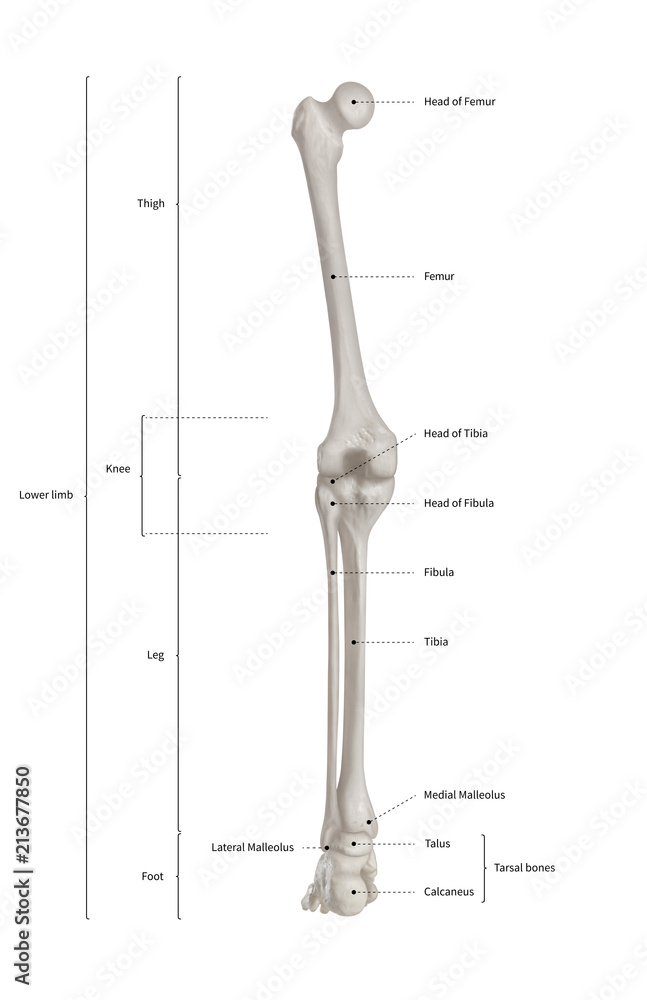 Infographic diagram of human skeleton lower limb anatomy bone system or ...