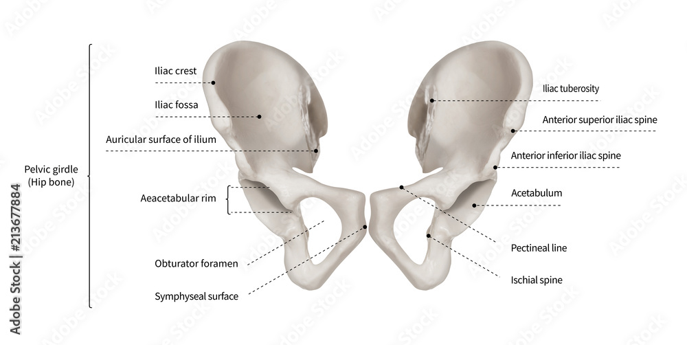 Infographic diagram of human hip bone or pelvic girdle anatomy system ...