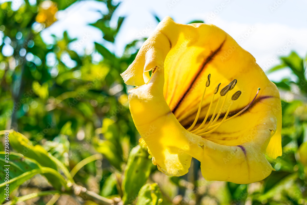 A vigorous flowering plant/flower vine called Cup Of Gold Vine ...