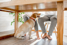 Dog Under Table Free Stock Photo - Public Domain Pictures