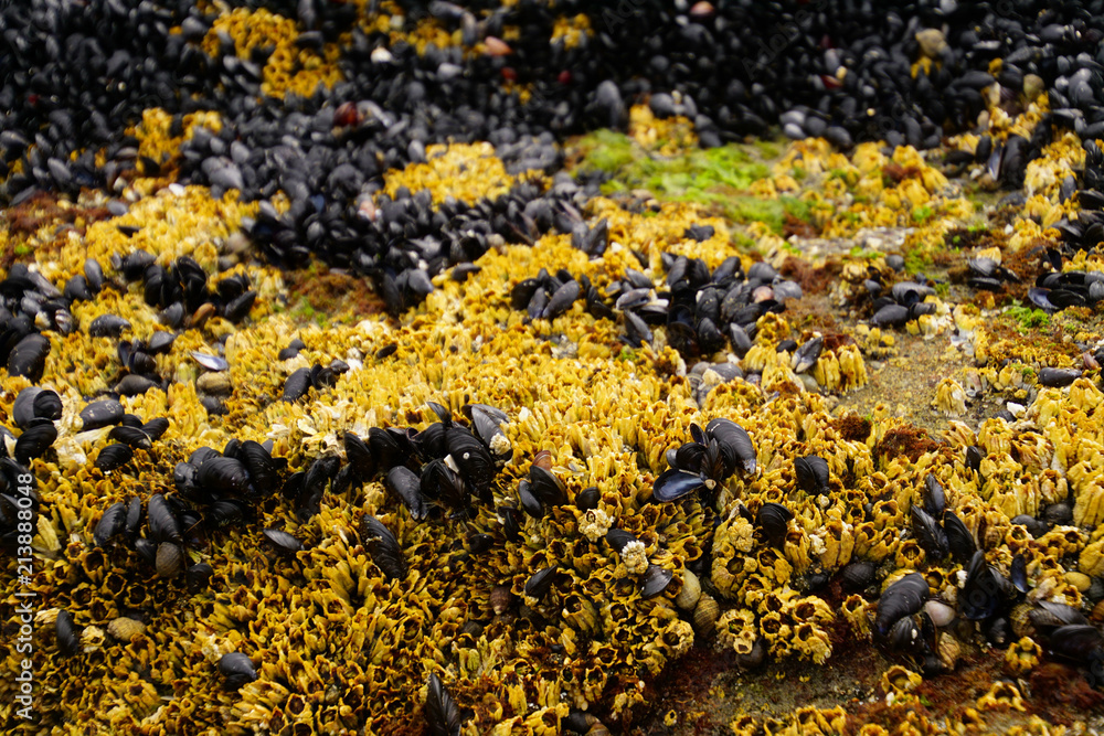 Mussels and barnacles exposed at low tide Stock Photo | Adobe Stock