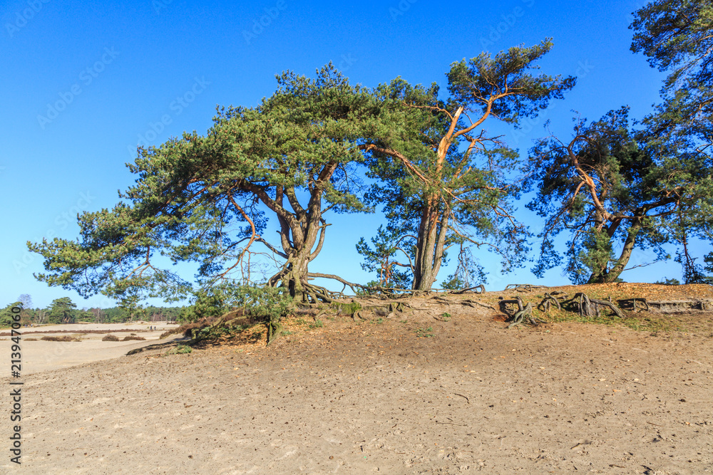 Photo Stock Alive and moving drifting sand dunes of Soesterduinen area ...