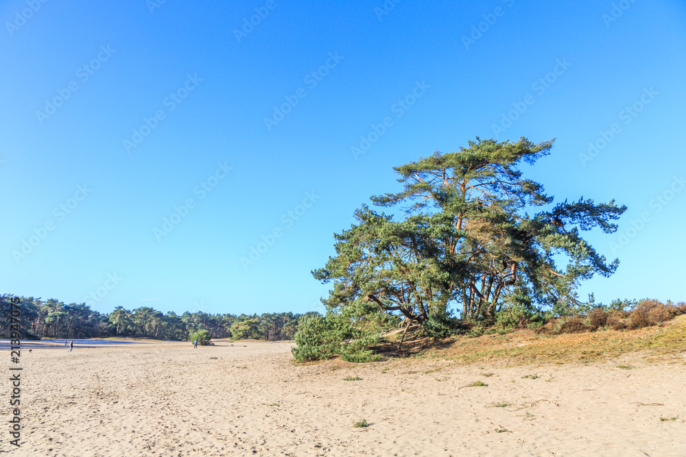 Alive and moving drifting sand dunes of Soesterduinen area in ...