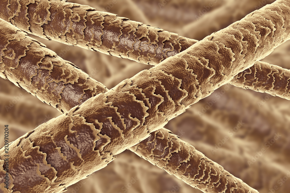 Human hair under microscope, 3D illustration showing close-up structure ...