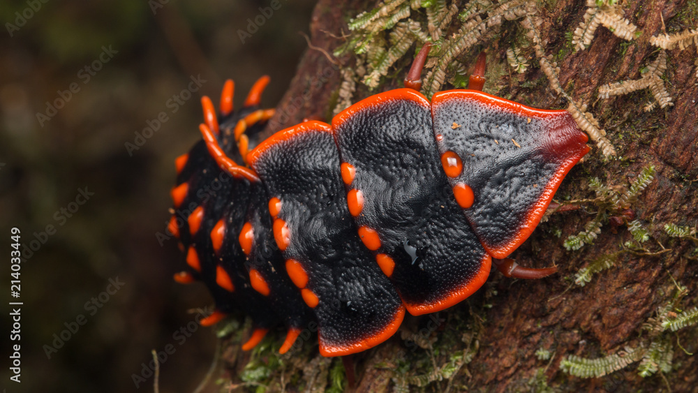 Photo Stock Trilobite Beetle , Close-Up of Trilobite Beetle ...