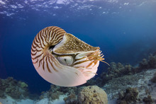Nautilus Creature Free Stock Photo - Public Domain Pictures