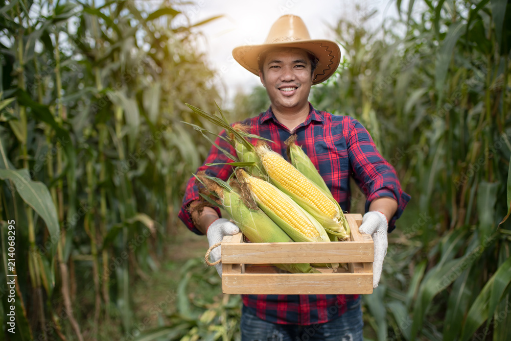 Corn harvest Corn farmer Corn harvest Growing corn Organic Farming ...
