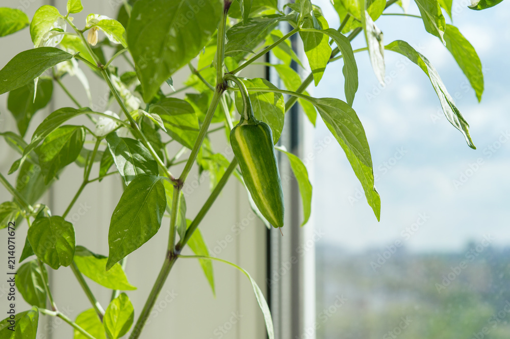 Stock-Foto „Variegated chili pepper cultivar Fish with striped pod ...