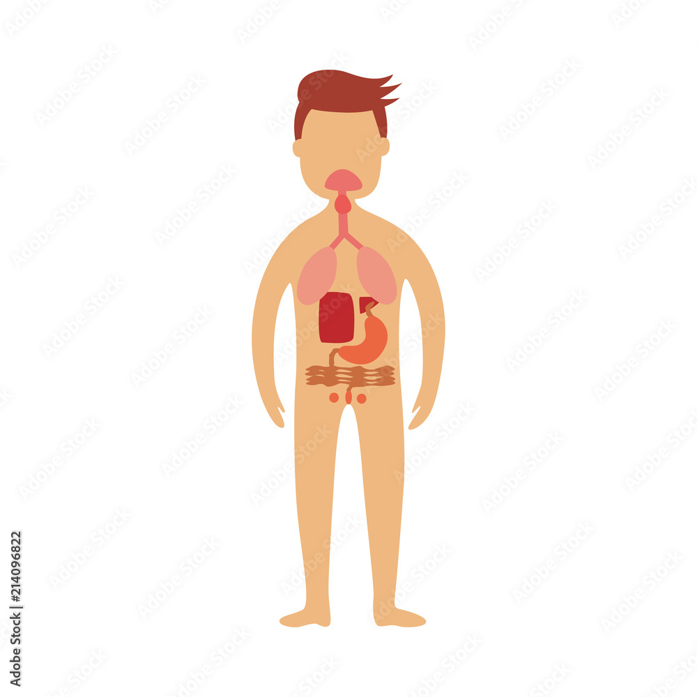 Human gastrointestinal tract - schematic depiction of location of ...