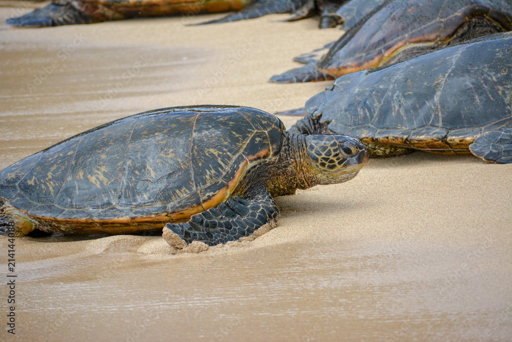 Turtle climbing up the beach to a resting group of sea turtles in Maui ...