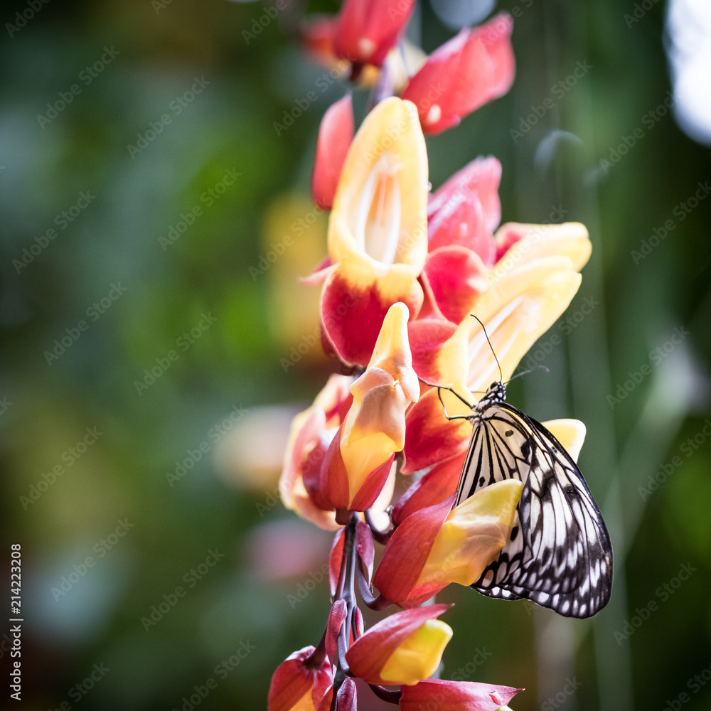 Large Tree Nymph (Paper Kite, Rice Paper, Idea Leuconoe) butterfly ...