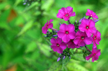 Beautiful Hortense Free Stock Photo - Public Domain Pictures