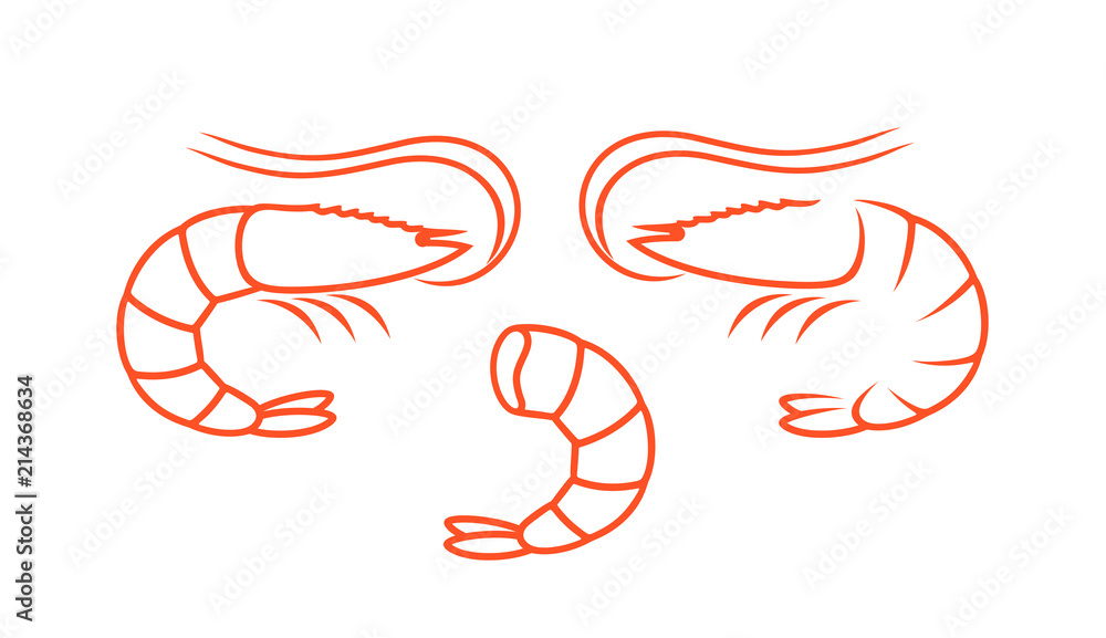 Shrimp outline. Isolated shrimp on white background. Prawns outline ...