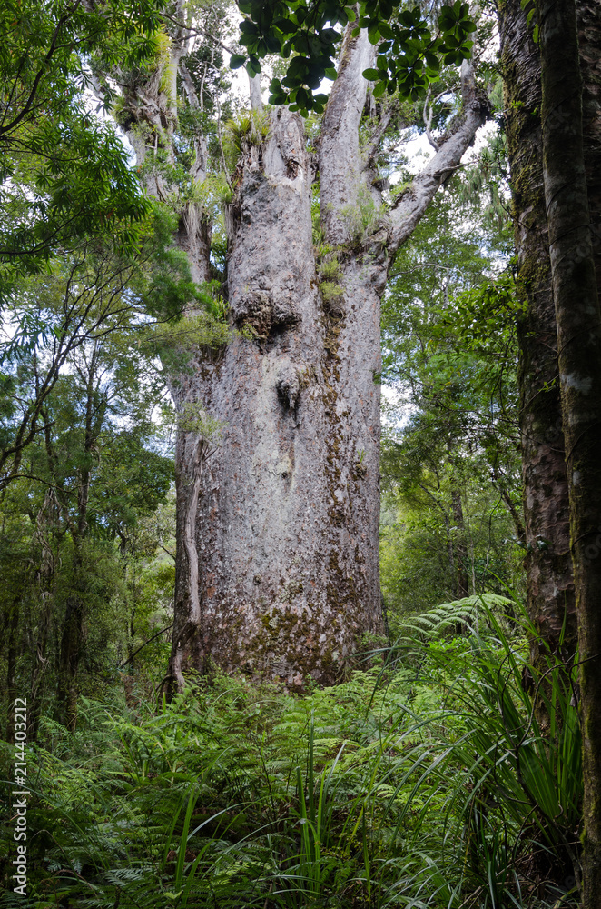 Te Matua Ngahere, or Father of the Forest, a huge kauri tree in the ...