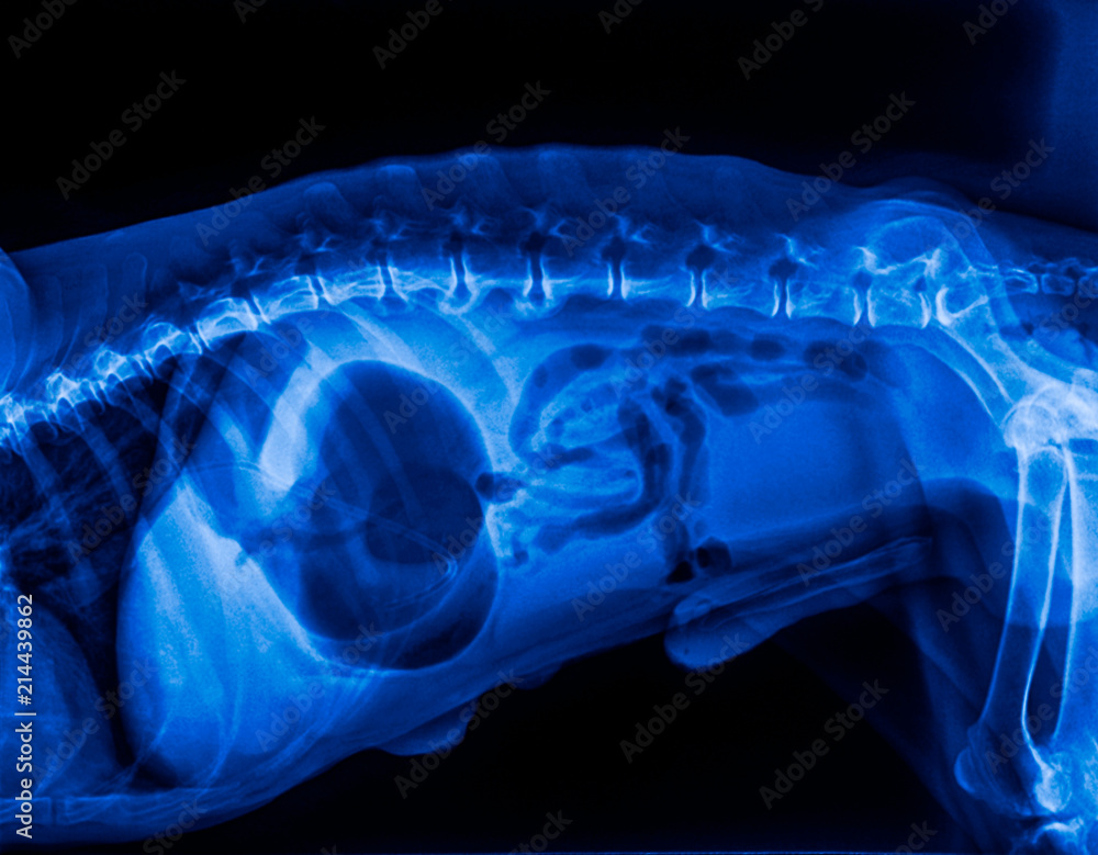 X-ray of dog lateral view with Gastric dilatation volvulus“GDV”or ...